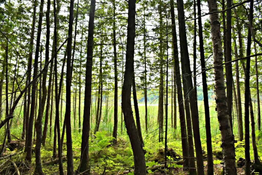Discover an Enchanted Orchid Forest in Ontario - Travel Bliss Now