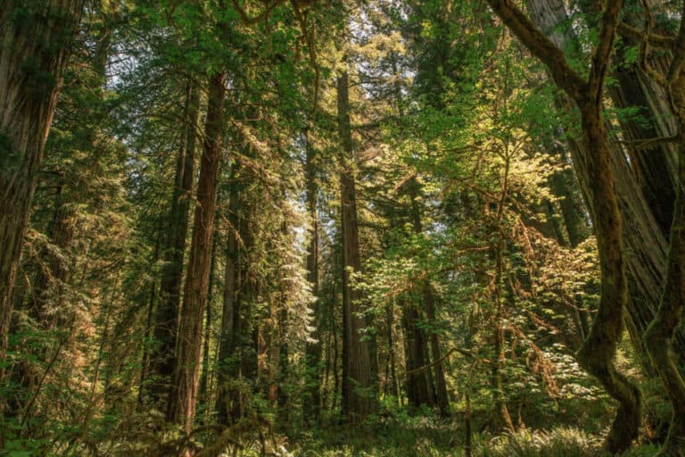 21 Must-See Natural Wonders in California - Travel Bliss Now